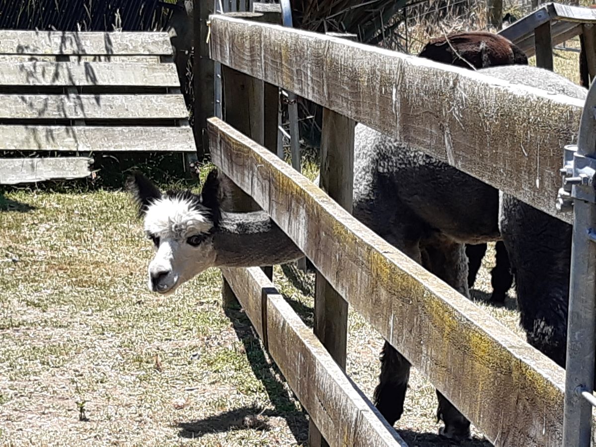 My Github Pages Site